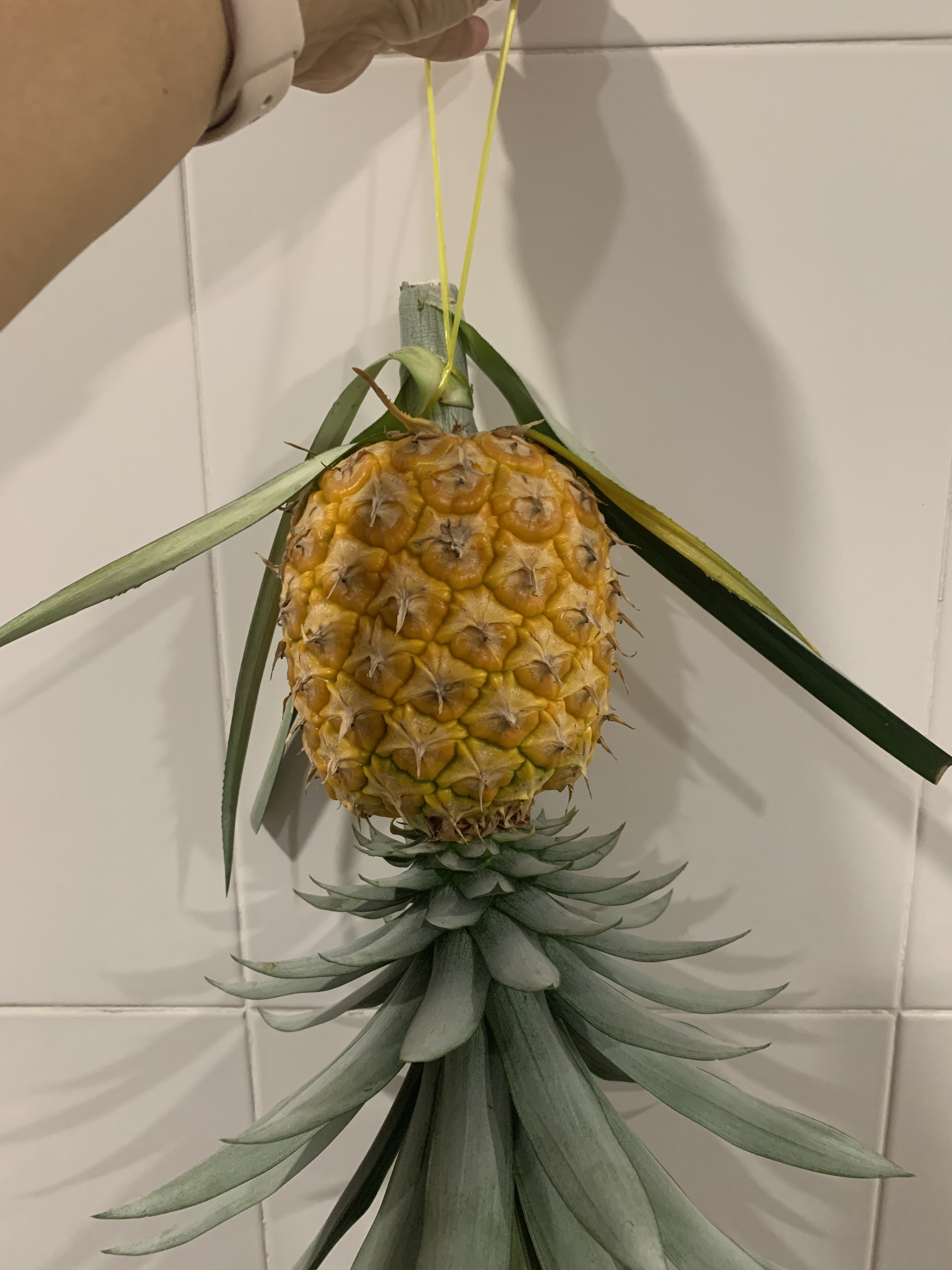A Beautiful Pineapple | Angieneering